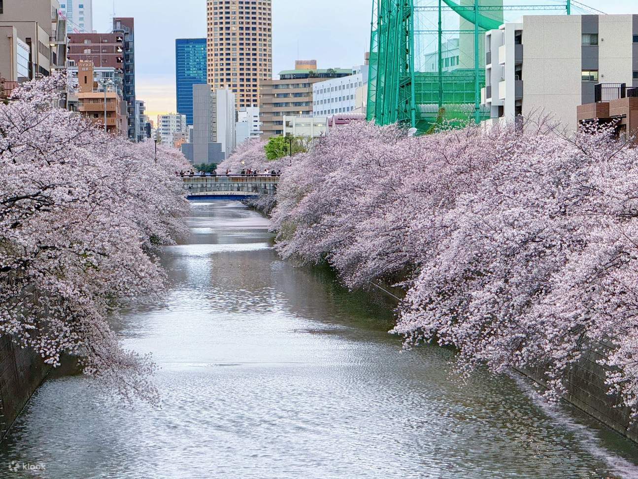 [Sakura Limited] Mt. Fuji Cherry Blossom Viewing Day Tour｜Yagizaki Park ...